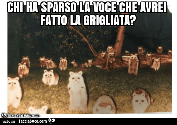 Tutti i meme sui Procioni - Facciabuco.com