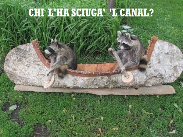 Tutti i meme sui Procioni - Facciabuco.com